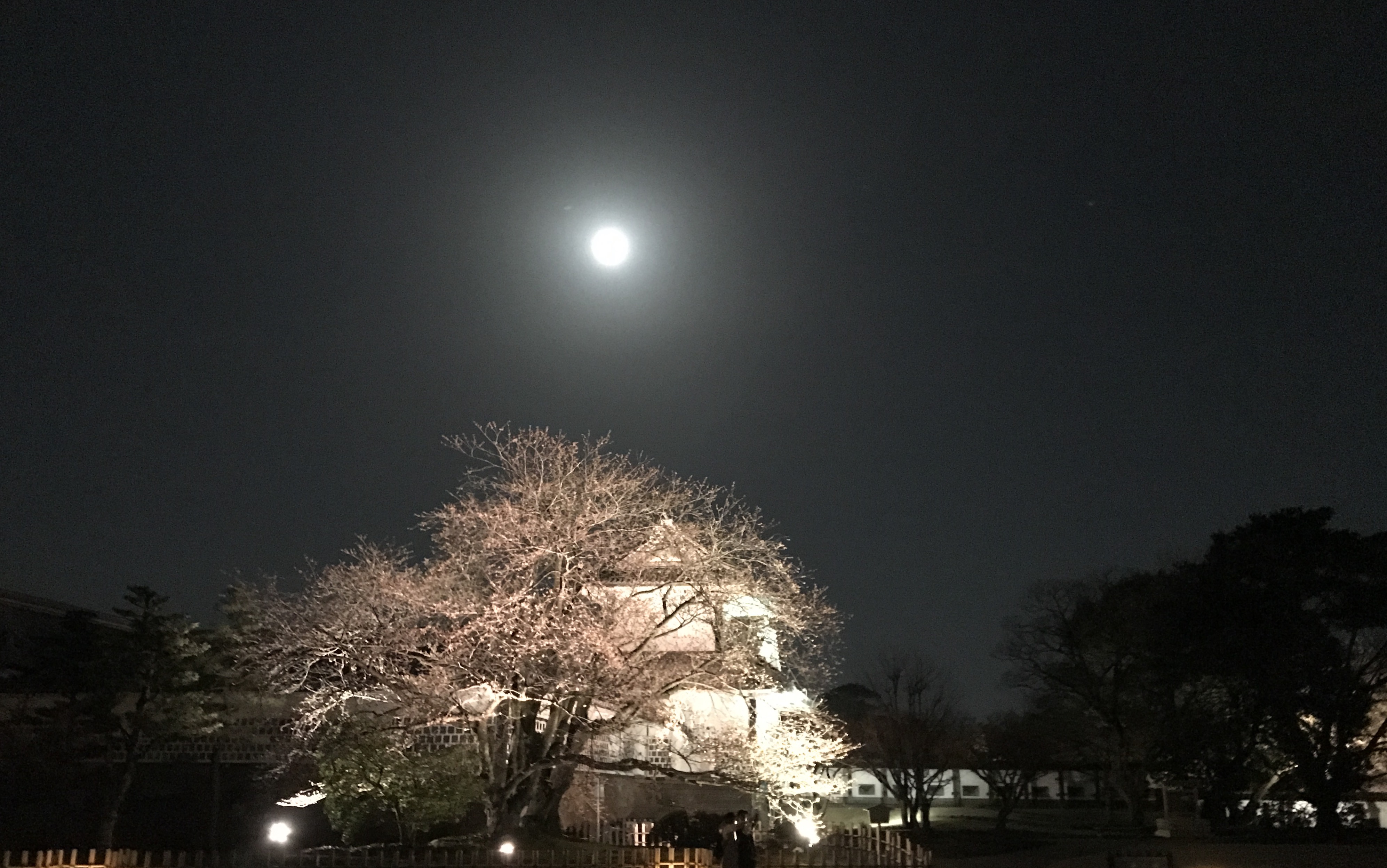 A transformative two months in Elemental Japan | Elemental Japan