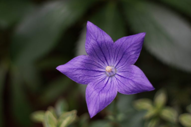 The pentagram in Japan: a puzzling mix of magic, medicine and the five ...