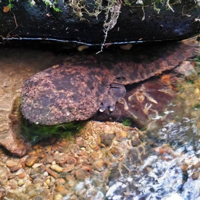 Salamanders, Shugendo, Sustainability and the Sea of Japan | Elemental ...